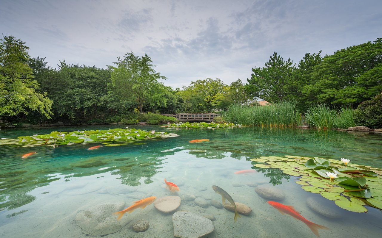 Cele mai bune specii de pești pentru iazul de grădină ta - Iaz de Gradina